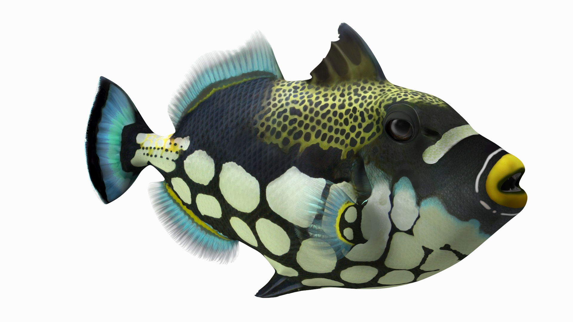 Realistic Clown Trigger Fish 3D - TurboSquid 2311814