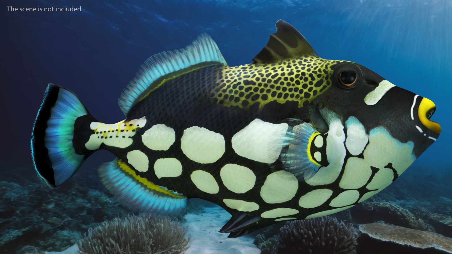 Realistic Clown Trigger Fish 3D - TurboSquid 2311814