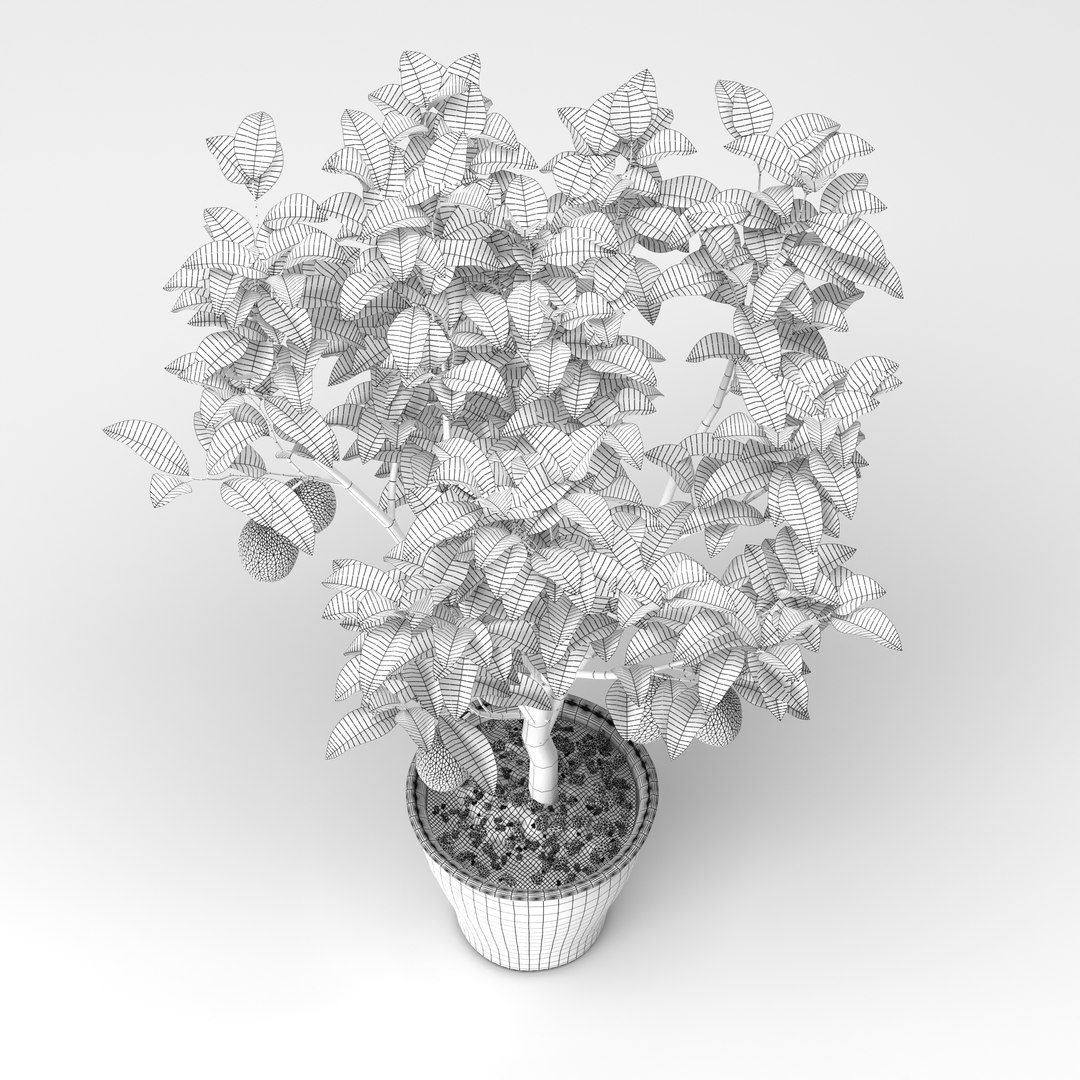 Lemon Tree 3D Model - TurboSquid 1588541