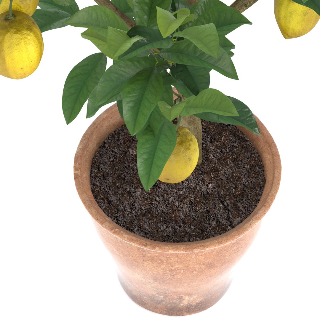 Lemon Tree 3D Model - TurboSquid 1588541