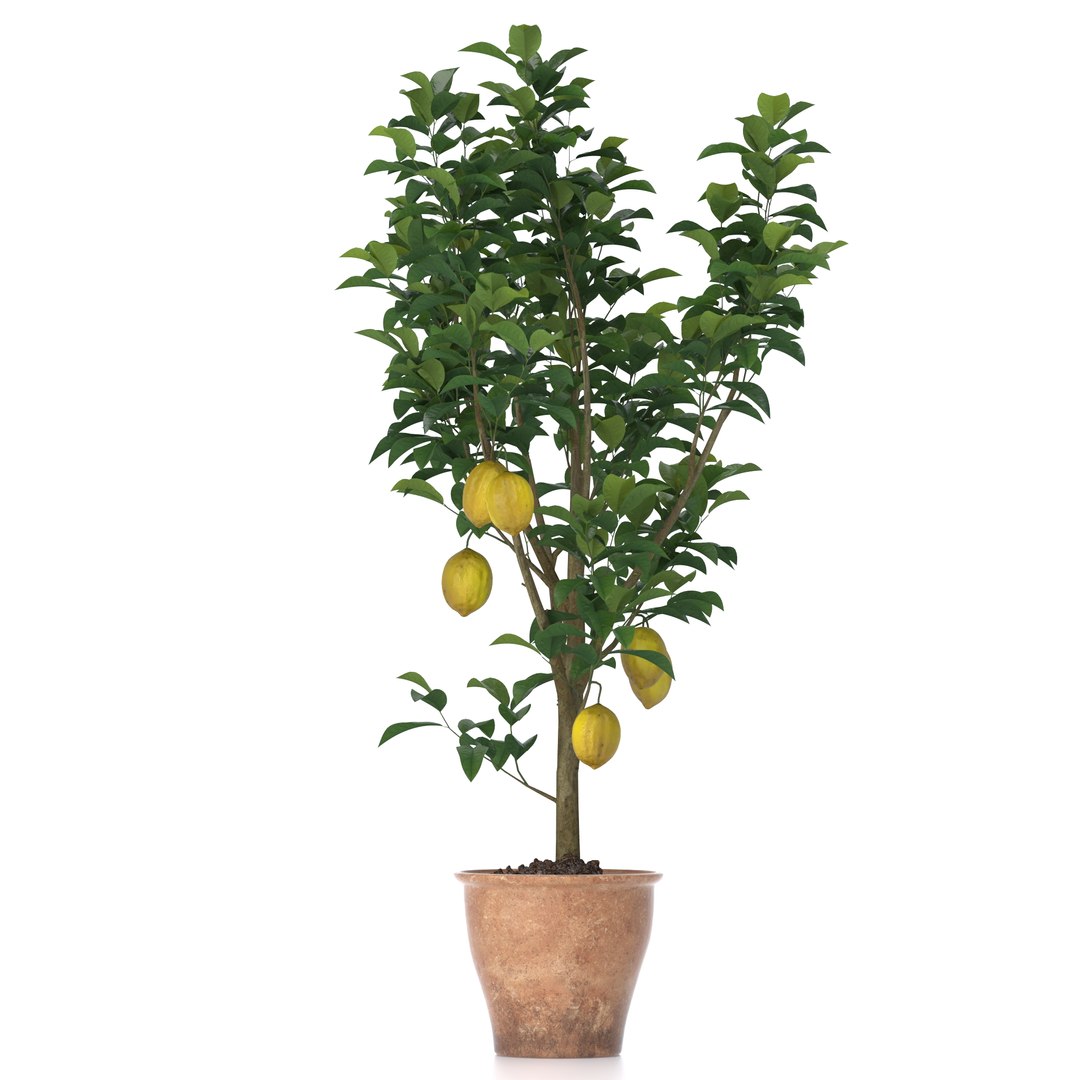 Lemon Tree 3D Model - TurboSquid 1588541