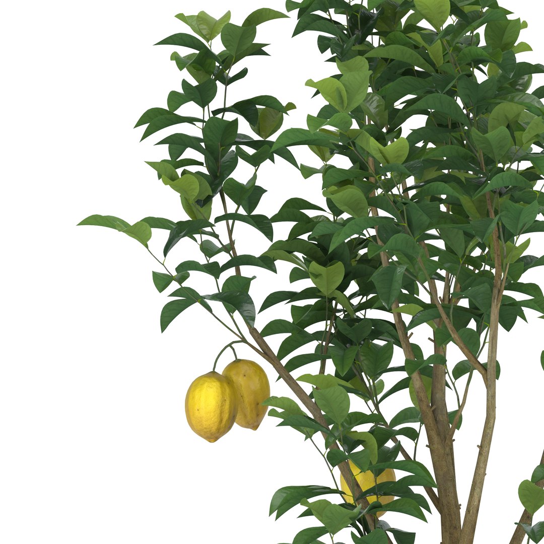 Lemon Tree 3D Model - TurboSquid 1588541