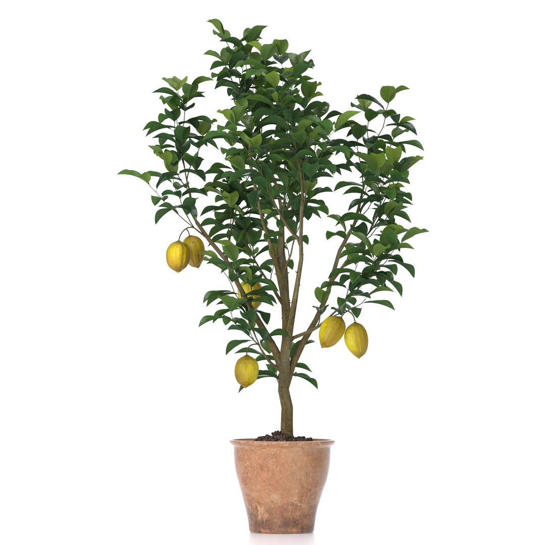 Lemon Tree 3D Model - TurboSquid 1588541