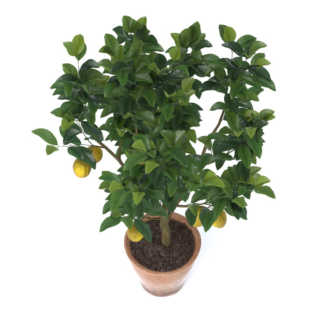 Lemon Tree 3D Model - TurboSquid 1588541