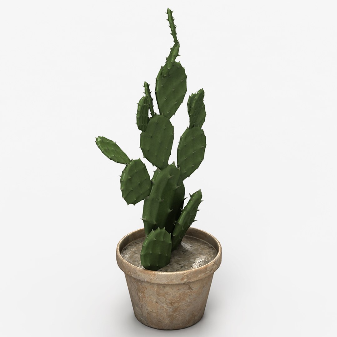 Max Realistic Cactus