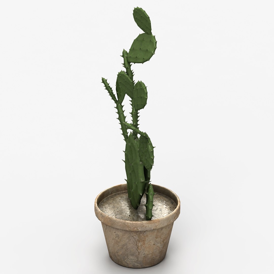 Max Realistic Cactus