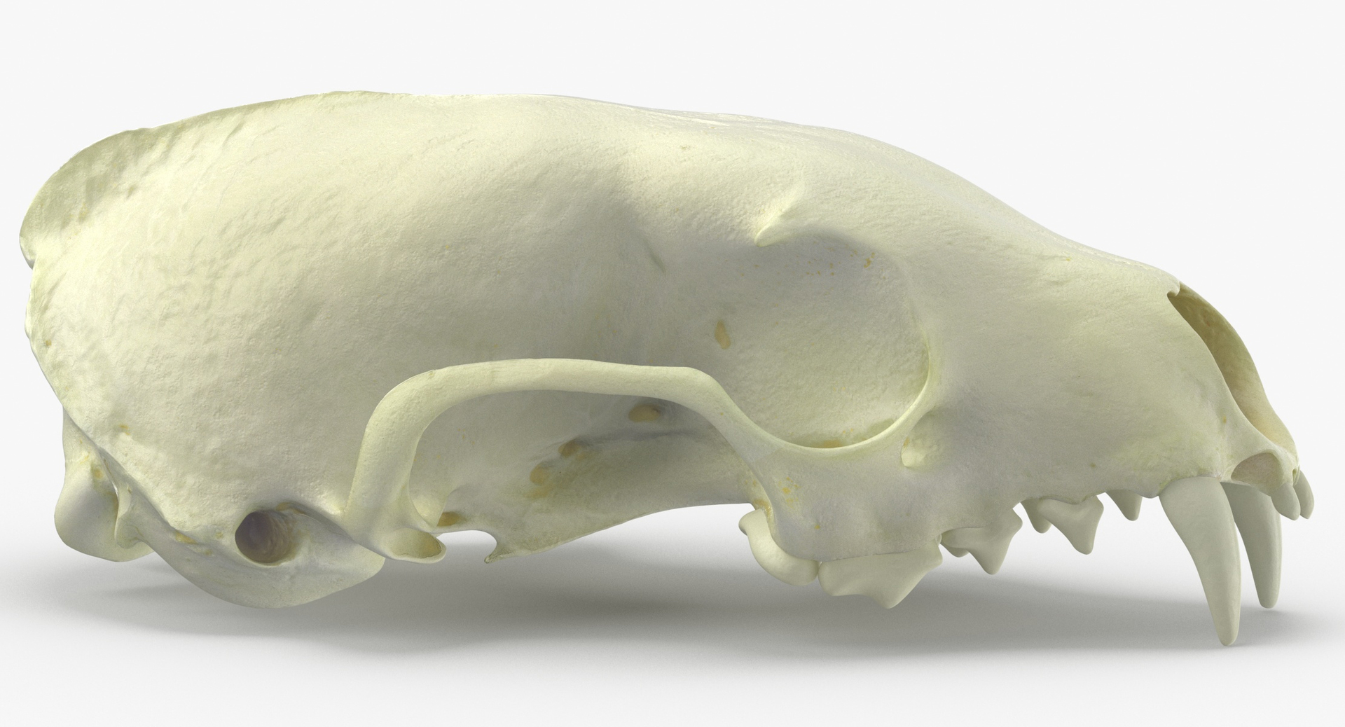 White breasted marten skull 3D model - TurboSquid 1542128