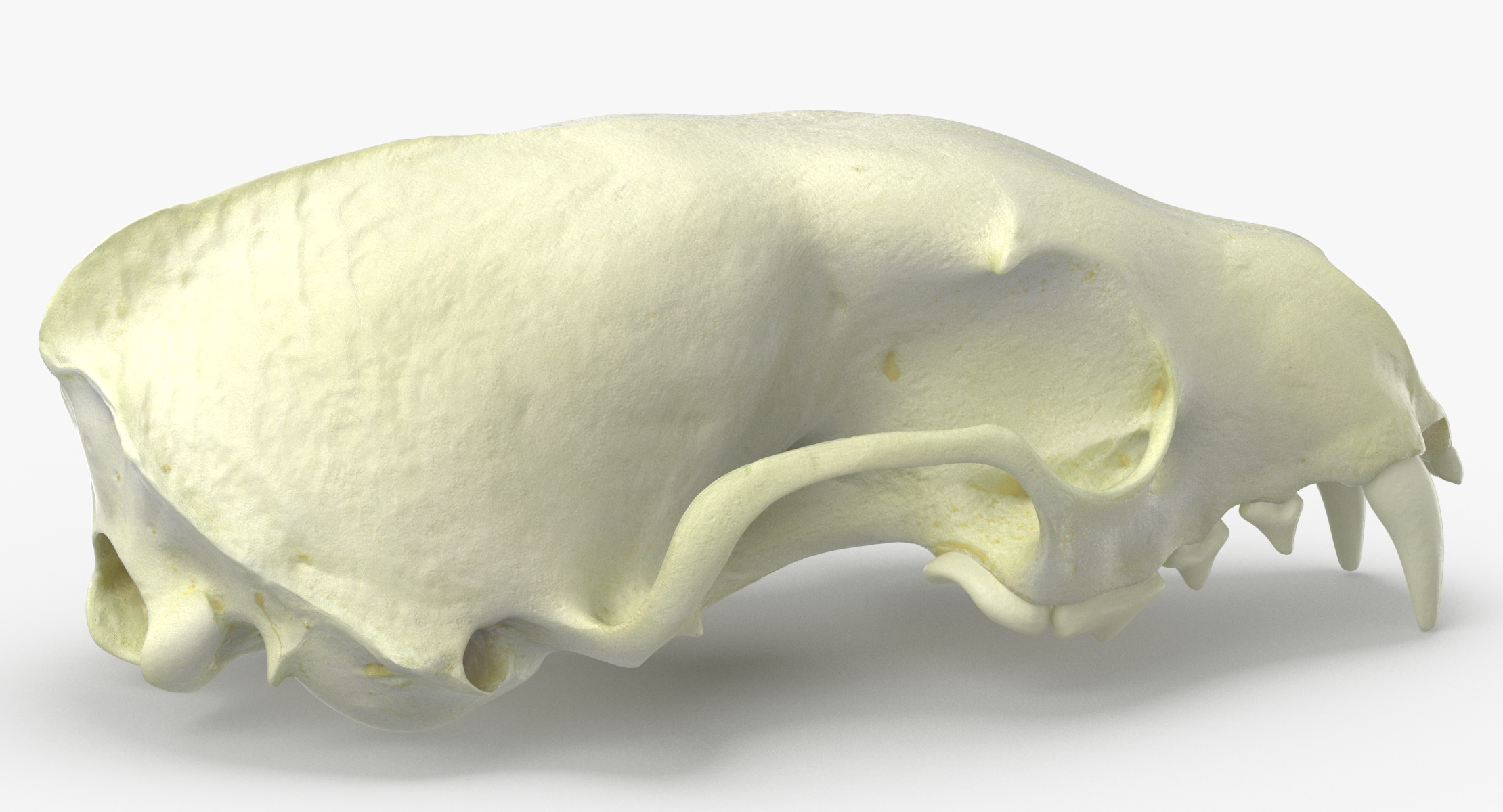 White breasted marten skull 3D model - TurboSquid 1542128