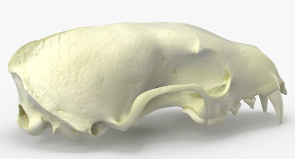 White breasted marten skull 3D model - TurboSquid 1542128