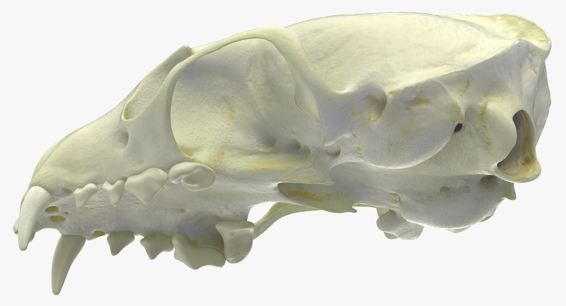 White breasted marten skull 3D model - TurboSquid 1542128