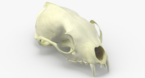 White breasted marten skull 3D model - TurboSquid 1542128