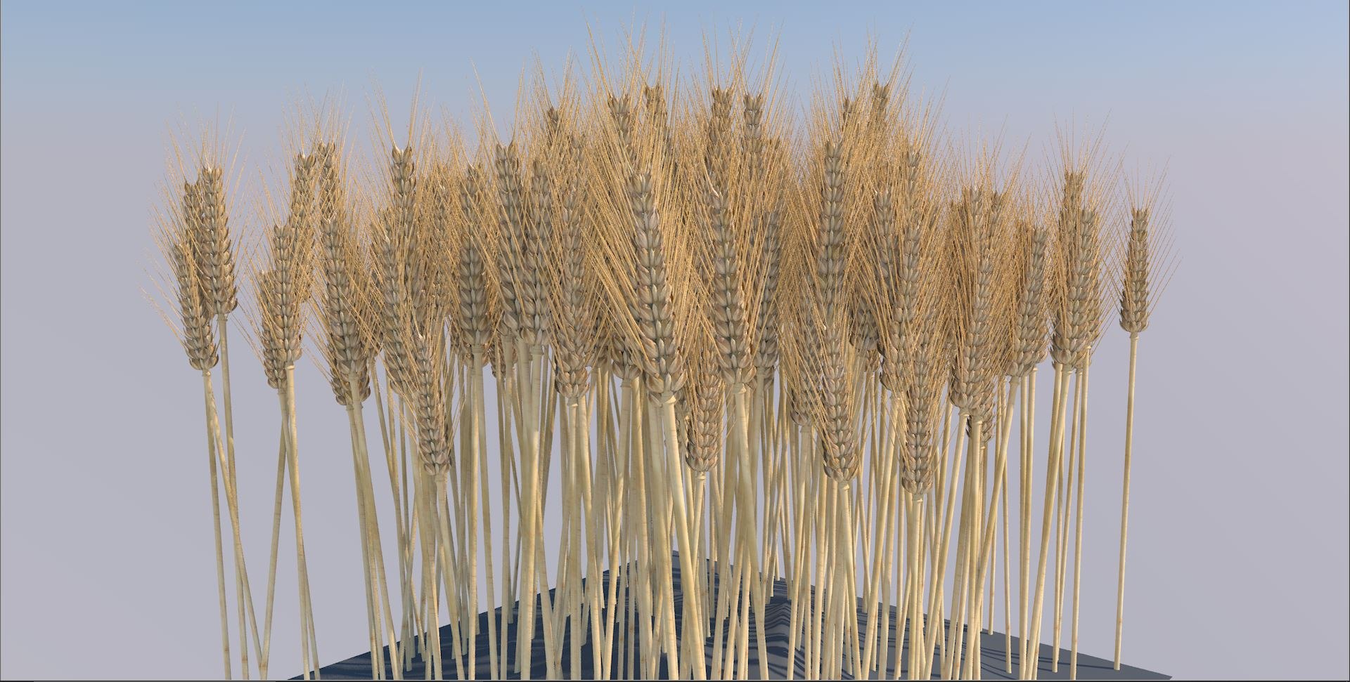3D Wheat Crop Eat Model - TurboSquid 1548357