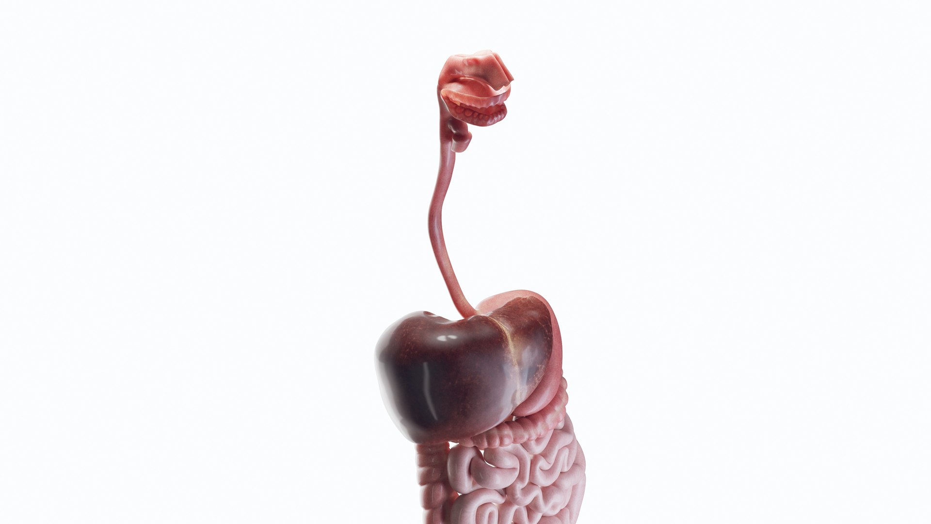 Human Digestive System 3D Model - TurboSquid 2190415