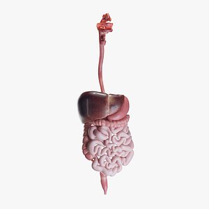Pancreas Anatomical 3D Model - TurboSquid 1161334