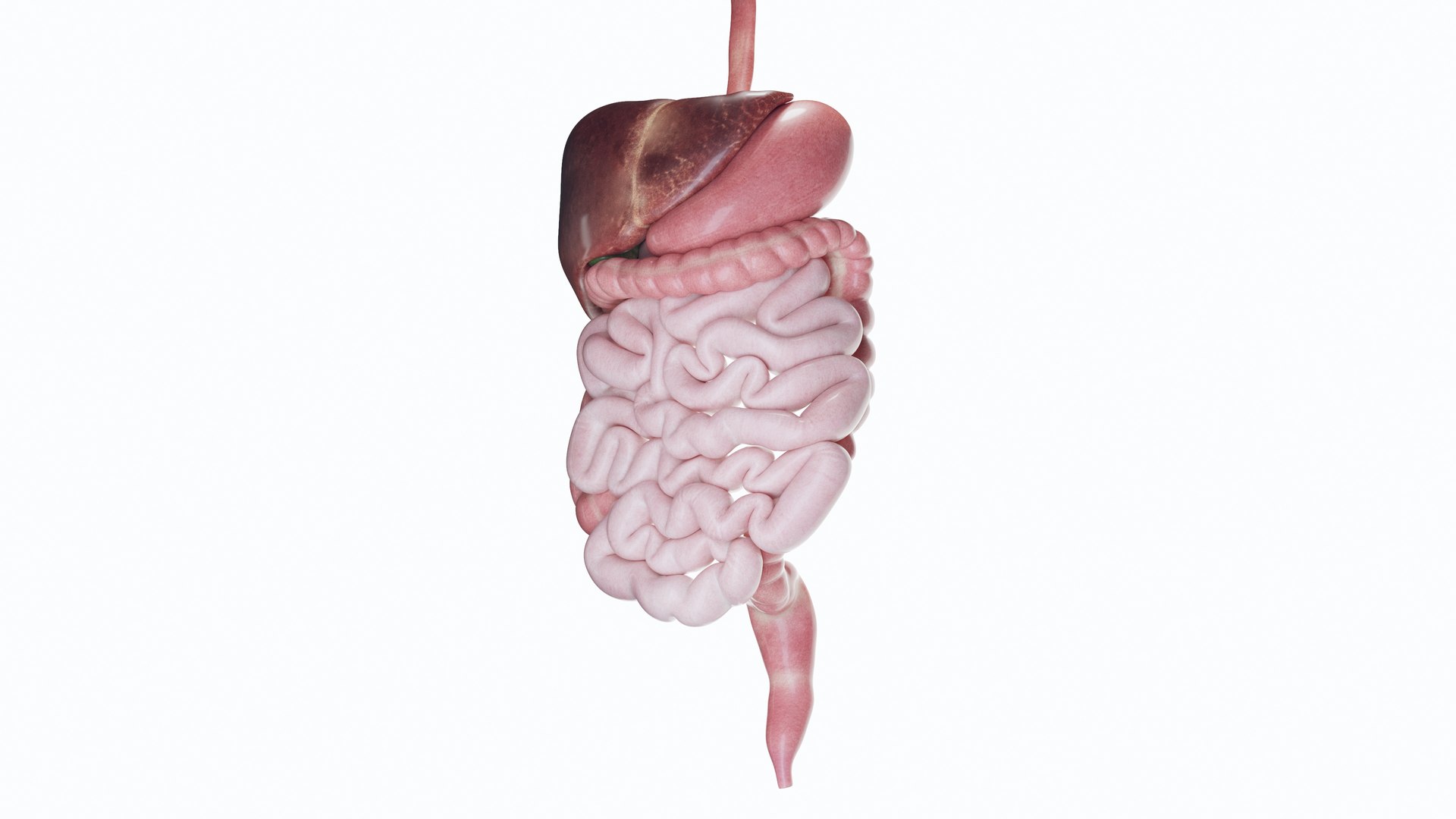 Human Digestive System 3D Model - TurboSquid 2190415