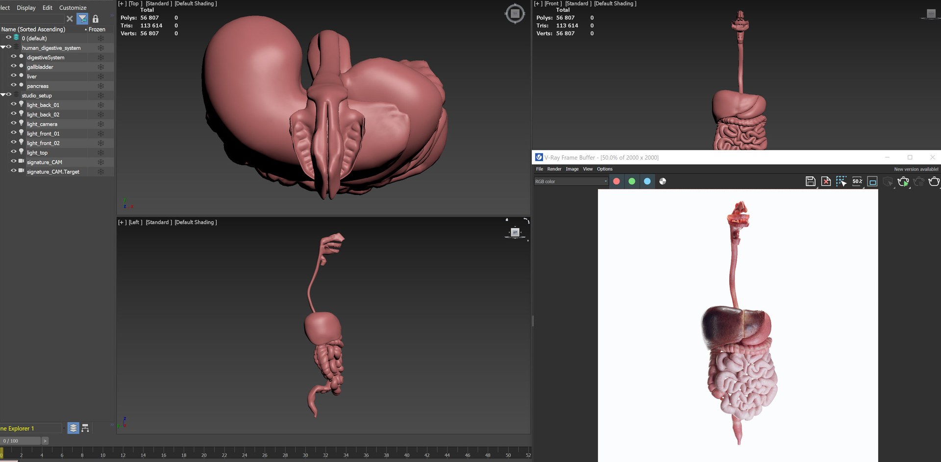 Human Digestive System 3D Model - TurboSquid 2190415