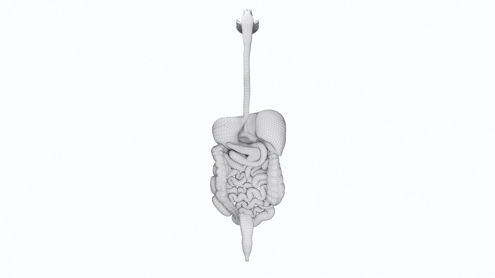 Human Digestive System 3D Model - TurboSquid 2190415