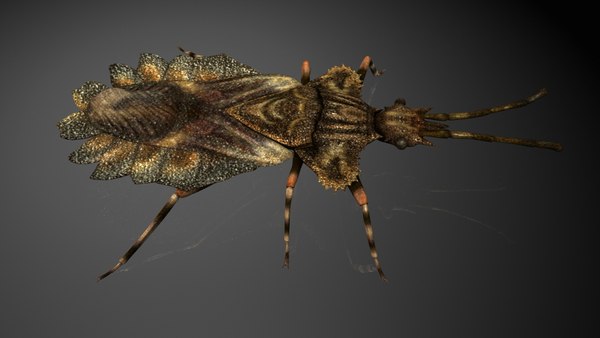 3D insect model - TurboSquid 1214932