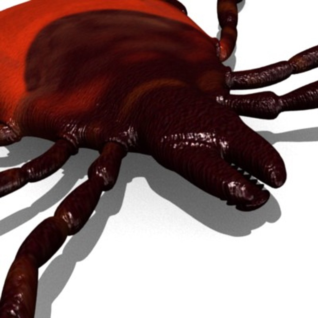 3d Model Tick Mite