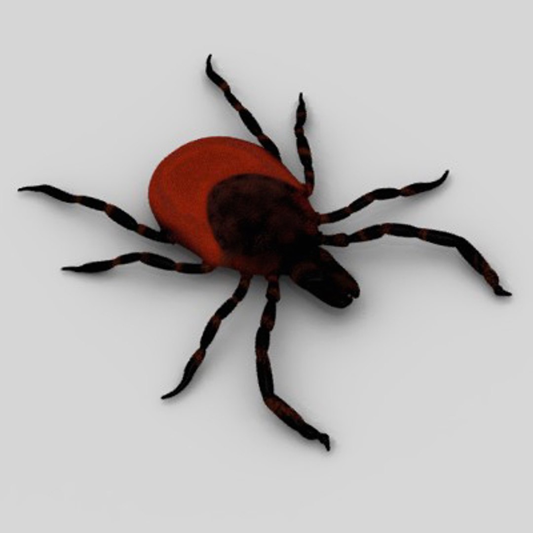 3d Model Tick Mite