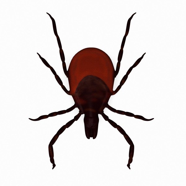 3D Tick Models | TurboSquid