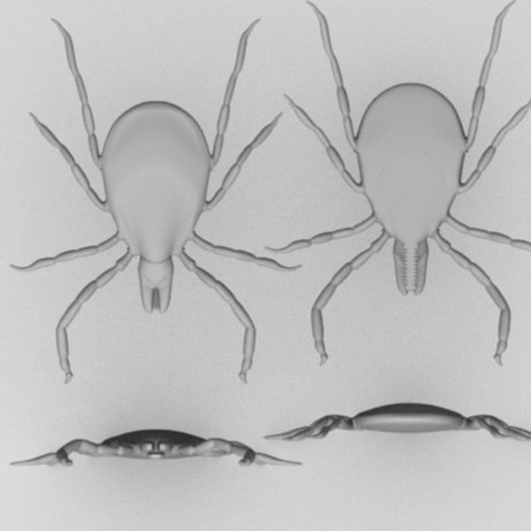 3d Model Tick Mite