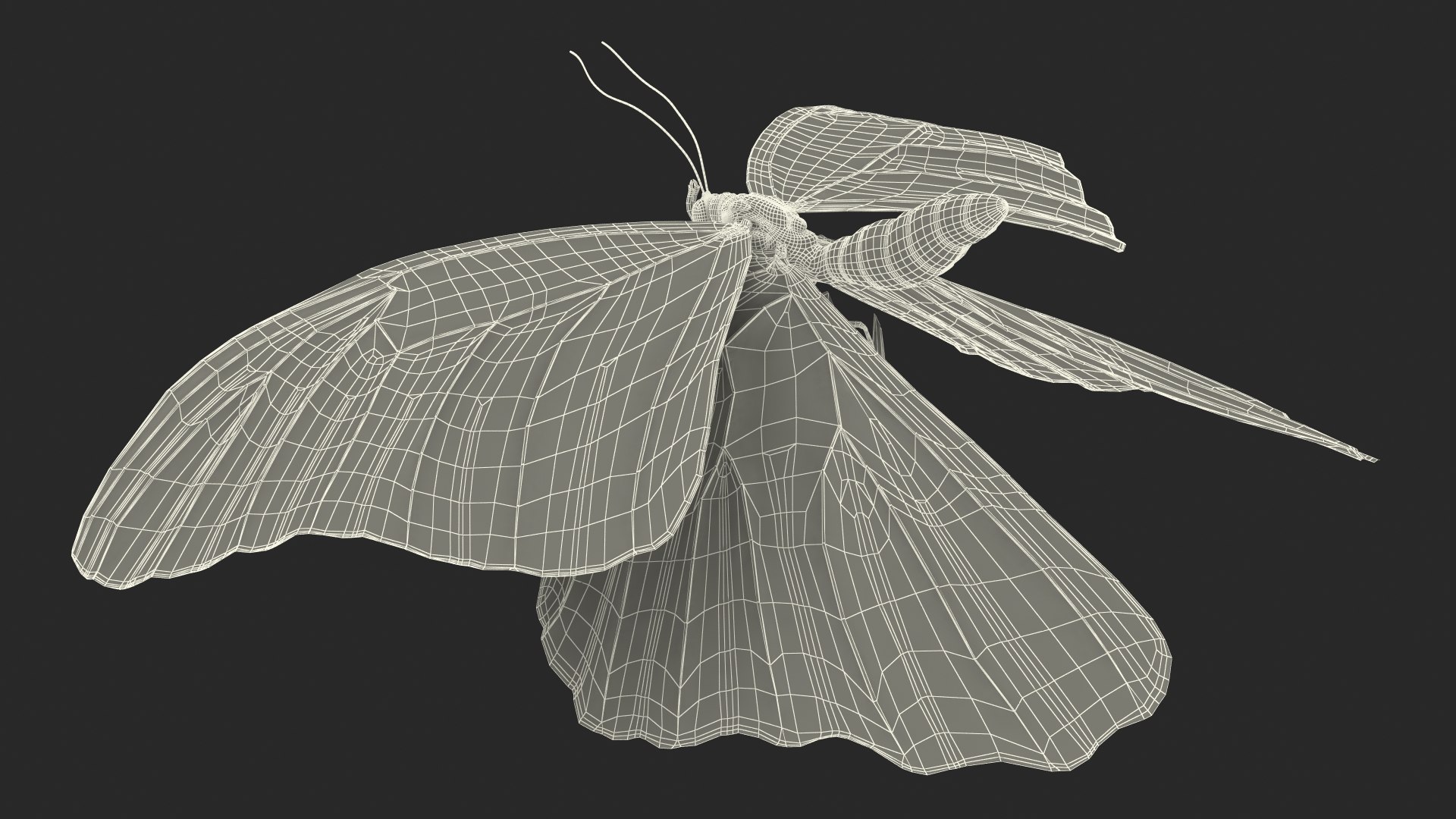3D Animated Morpho Peleides Butterfly Flies Rigged model - TurboSquid ...
