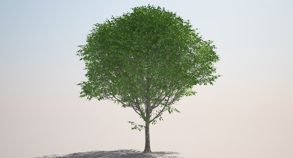 Realistic generic deciduous tree model - TurboSquid 1359146
