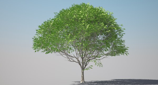 Realistic generic deciduous tree model - TurboSquid 1359146