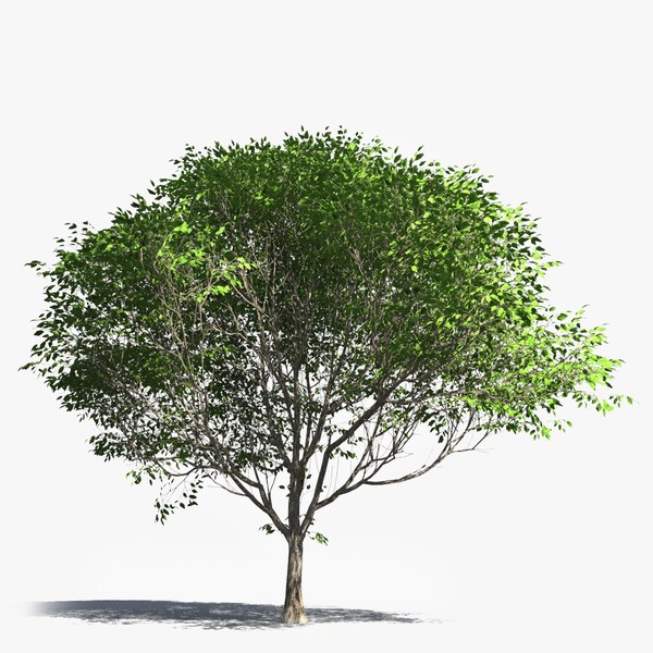 Realistic generic deciduous tree model - TurboSquid 1359146