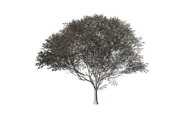 Realistic generic deciduous tree model - TurboSquid 1359146