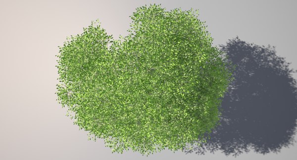 Realistic generic deciduous tree model - TurboSquid 1359146