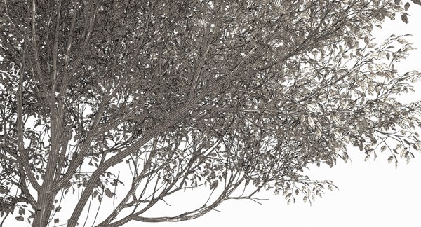 Realistic generic deciduous tree model - TurboSquid 1359146