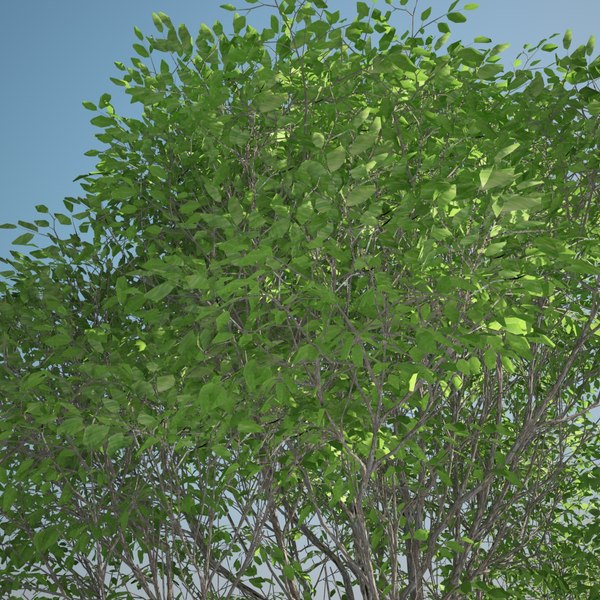 Realistic generic deciduous tree model - TurboSquid 1359146