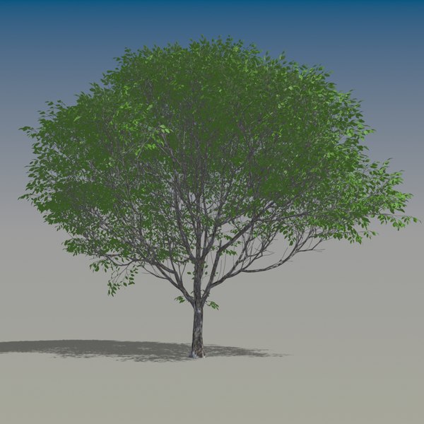 Realistic generic deciduous tree model - TurboSquid 1359146