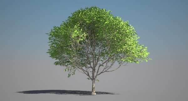 Realistic generic deciduous tree model - TurboSquid 1359146