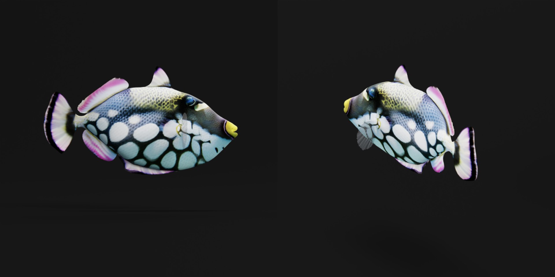 3D Clown Triggerfish - TurboSquid 2388626