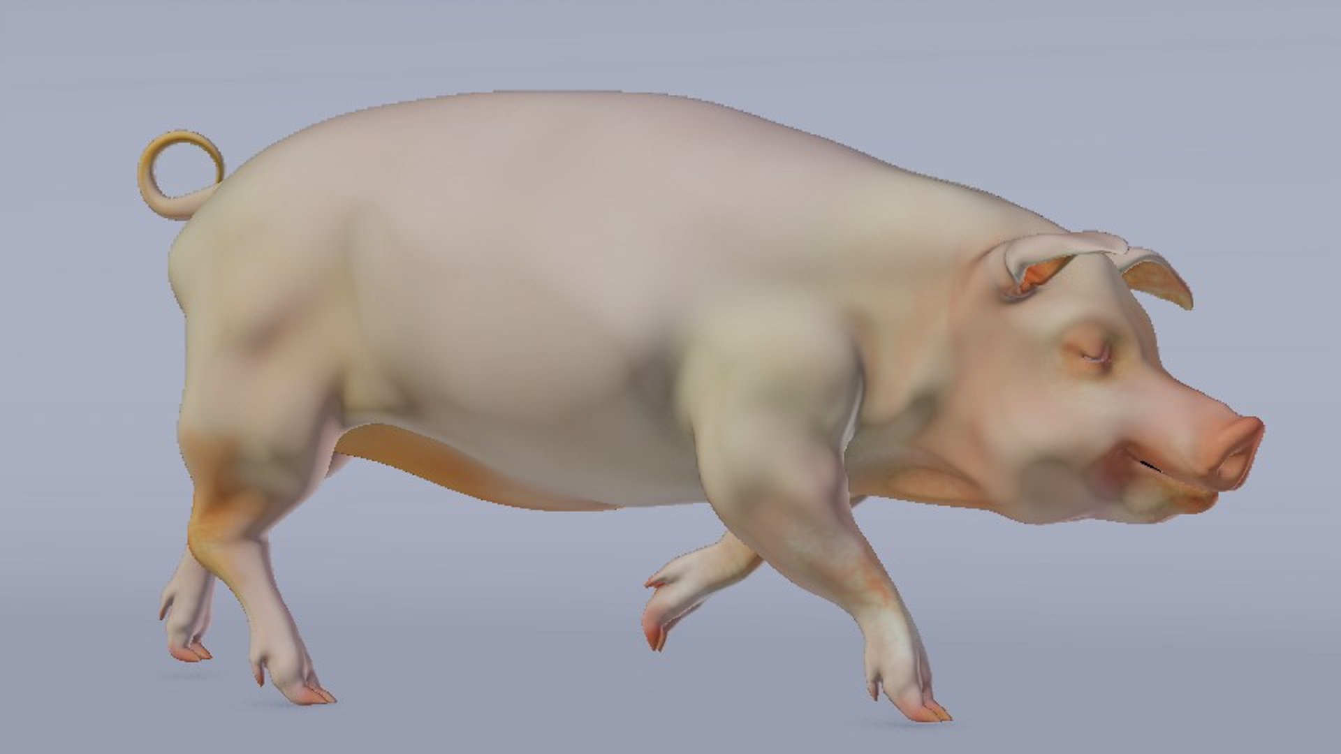 Pig fur model - TurboSquid 1336149