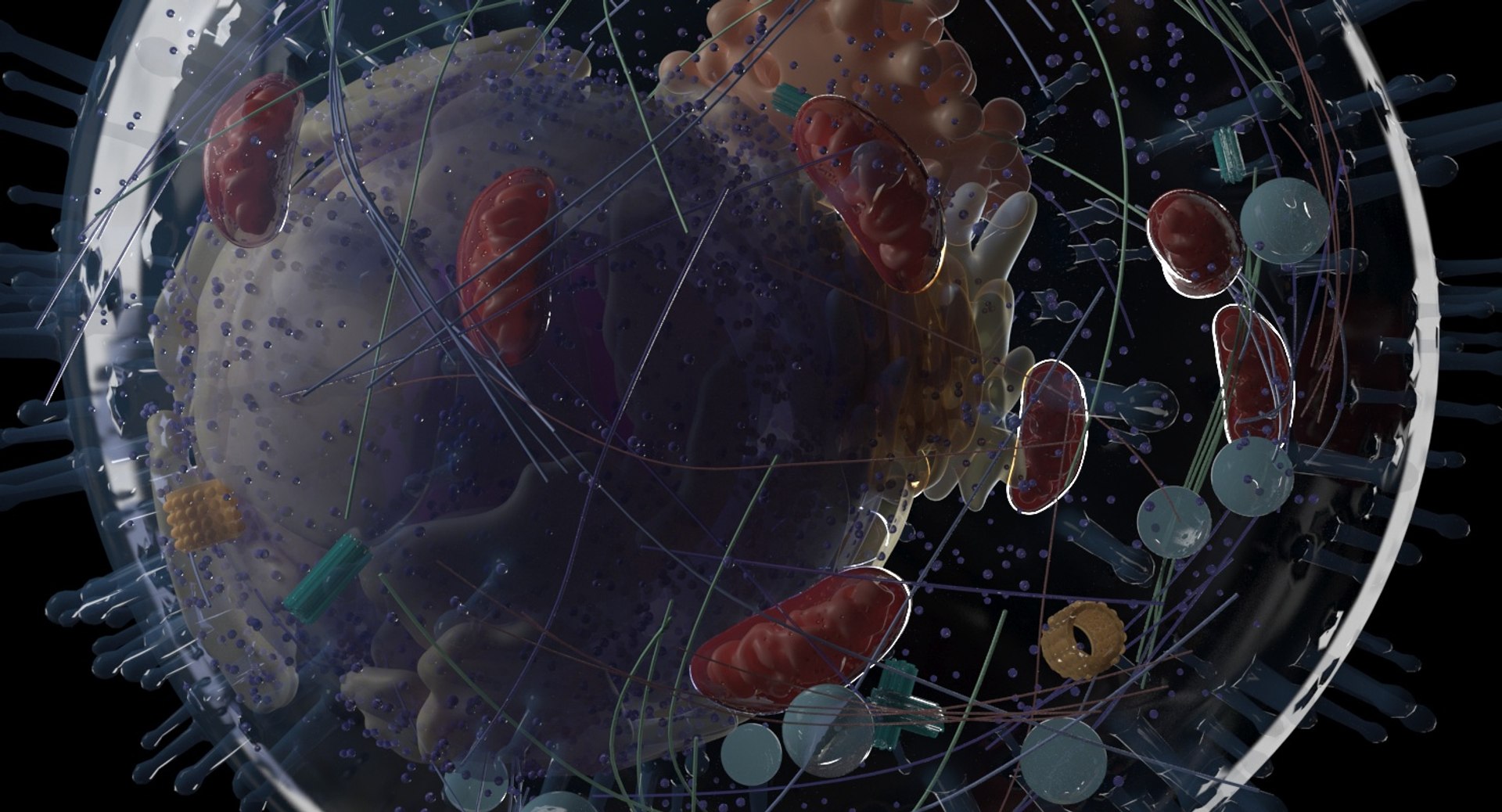 3D Human Cell Membrane - TurboSquid 1339451