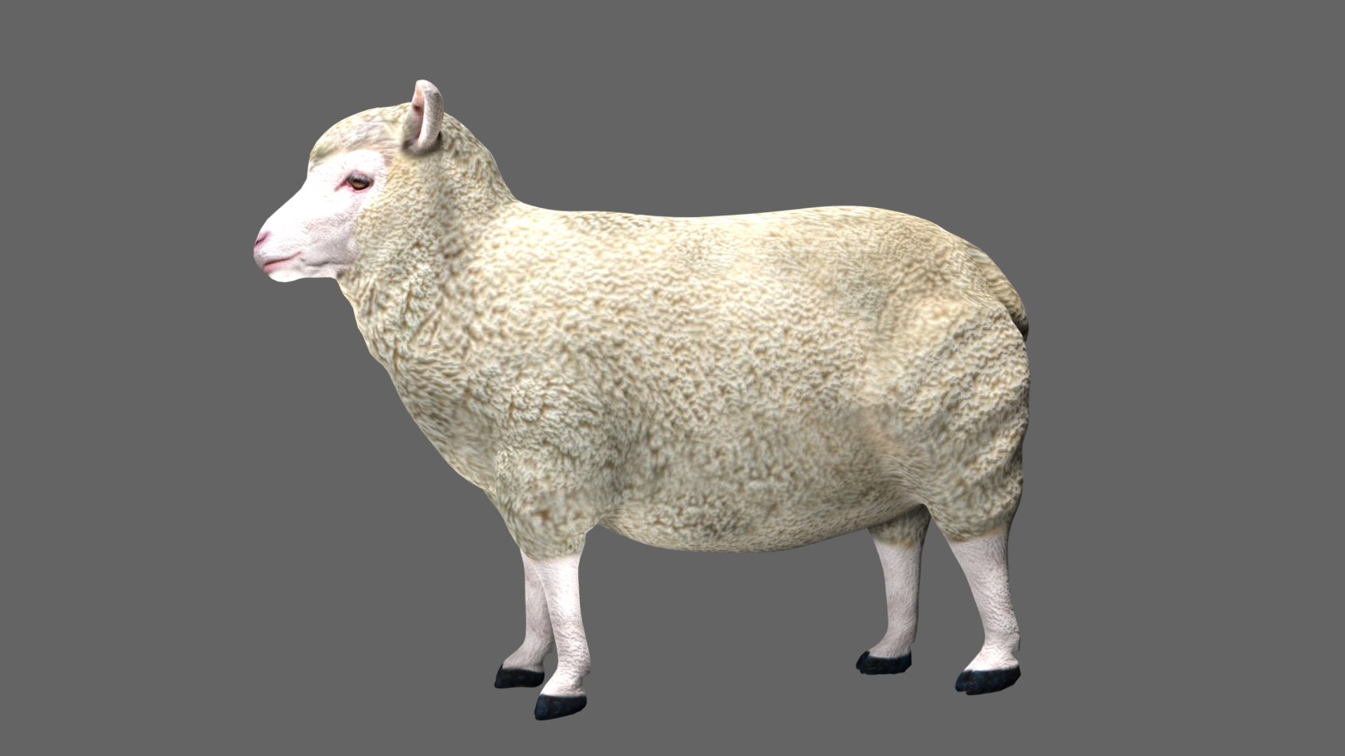 3D Model Fully Rigged Low Poly Sheep - TurboSquid 1757084