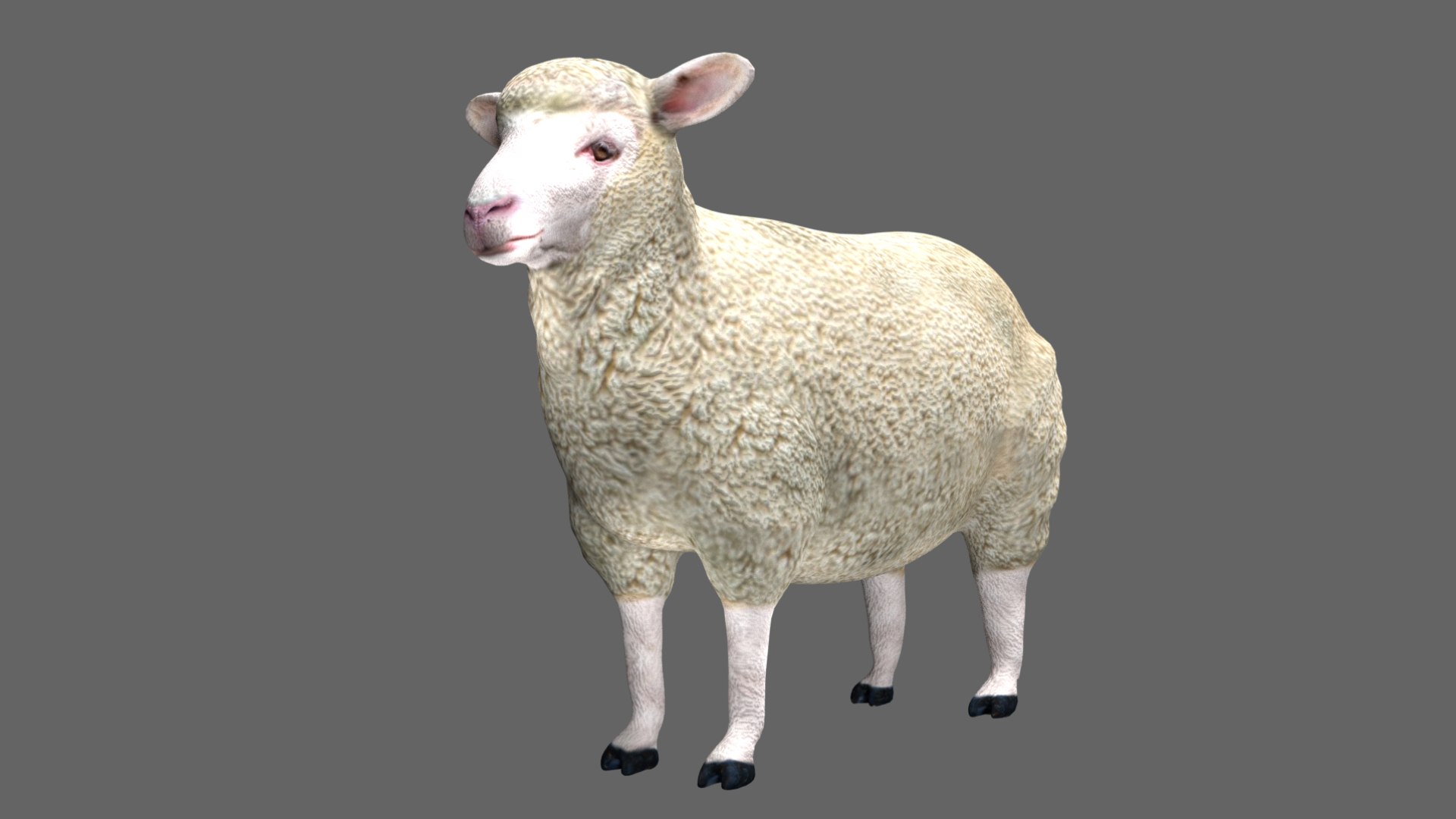 3D Model Fully Rigged Low Poly Sheep - TurboSquid 1757084