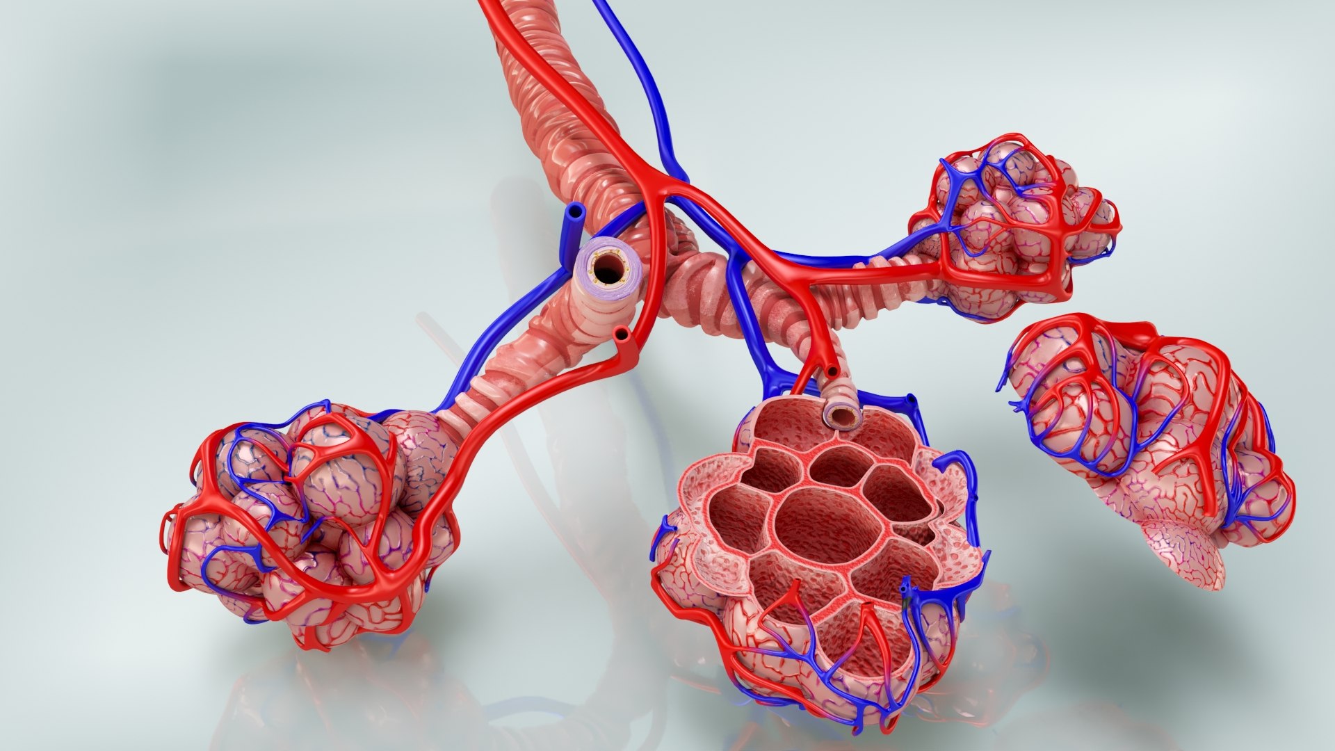 Bronchi alveoli anatomical crosssection 3D - TurboSquid 1663022