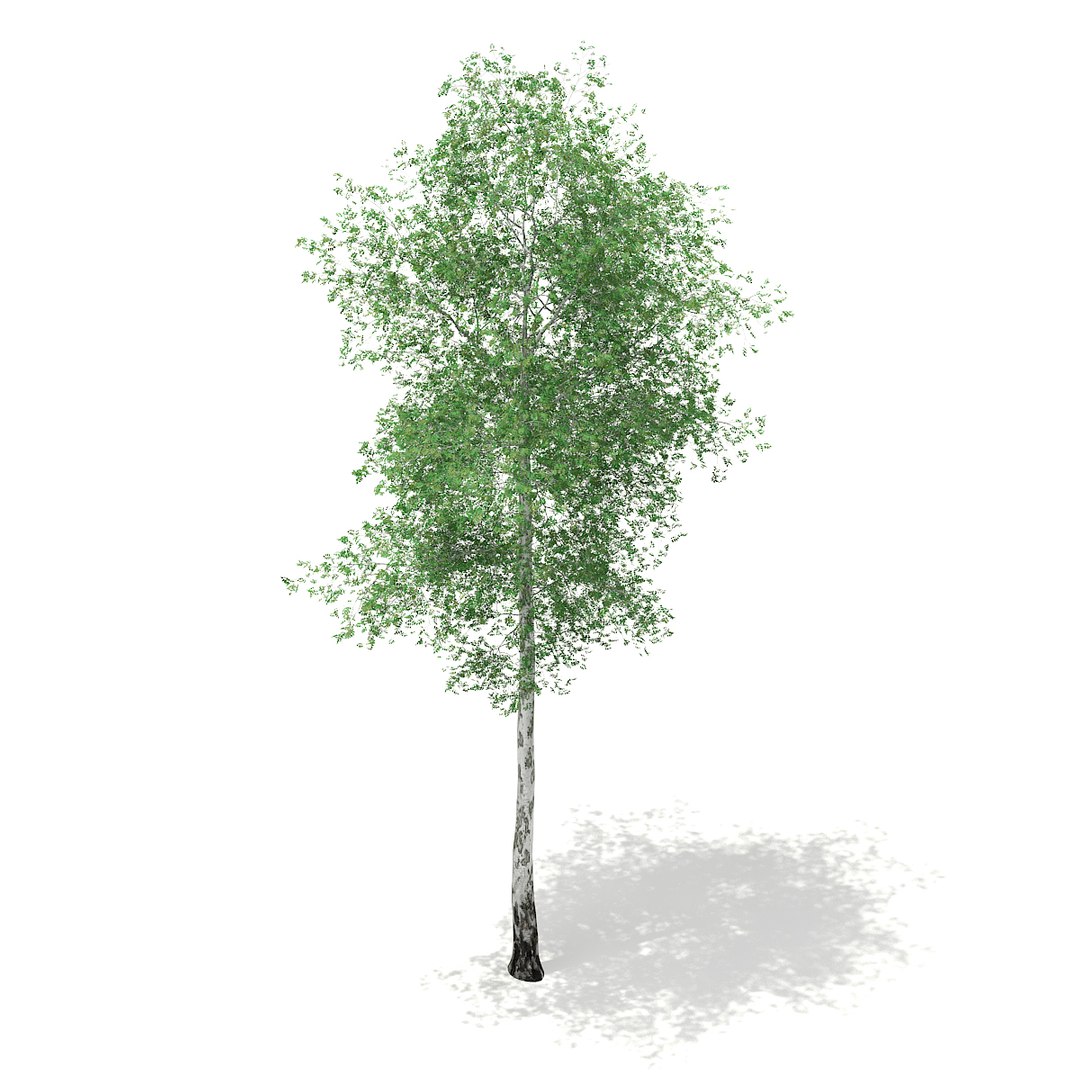 3d Model Silver Birch Tree Betula