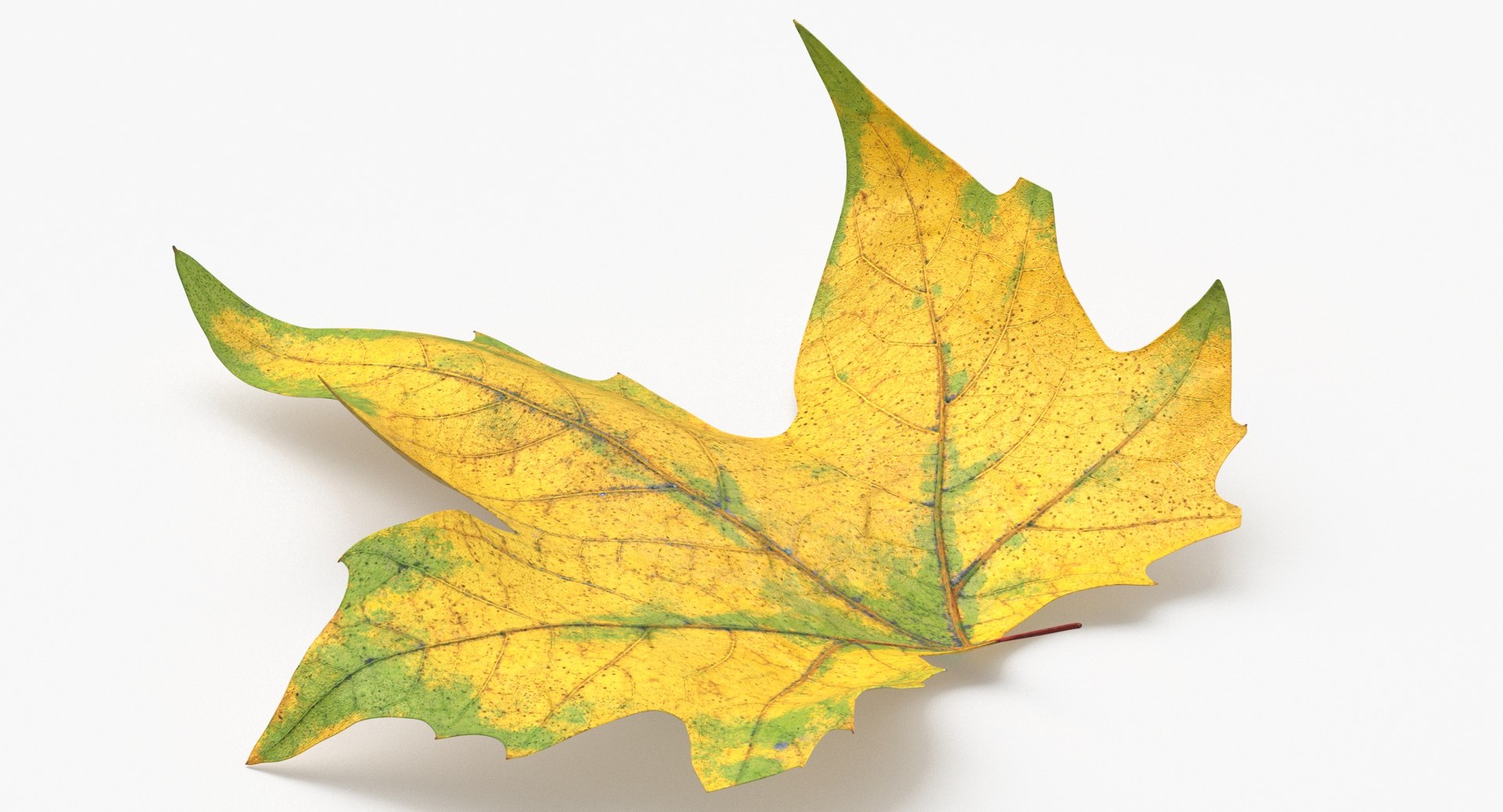 3D Prop Autumn Leaves Type 07 - TurboSquid 2151104