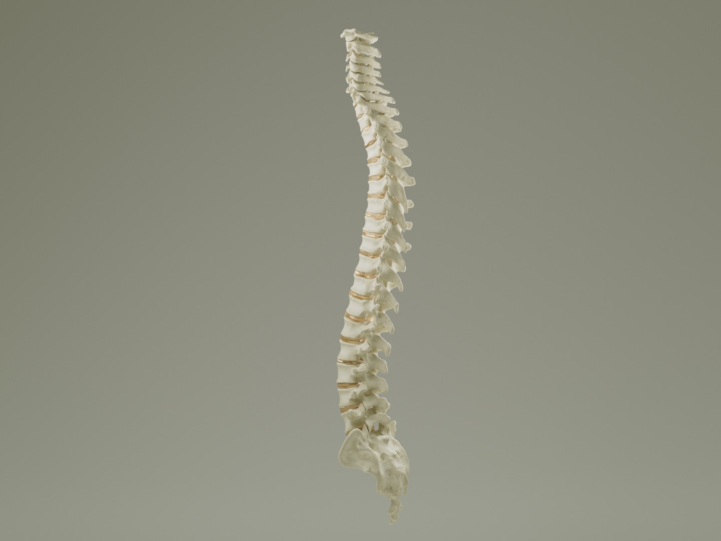 Vertebral Column Anatomy Prop 3D Model - TurboSquid 1836831