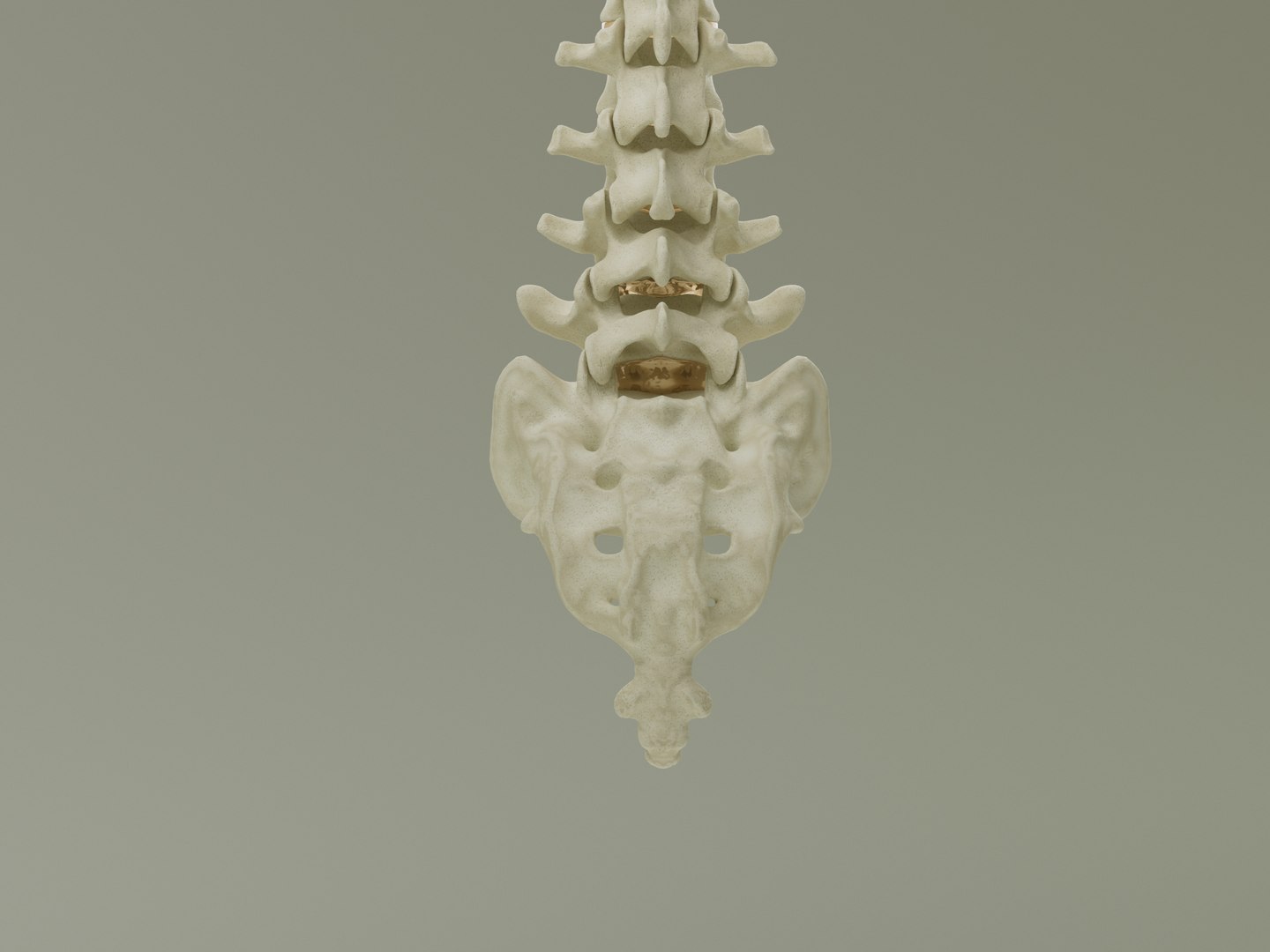 Vertebral Column Anatomy Prop 3D Model - TurboSquid 1836831