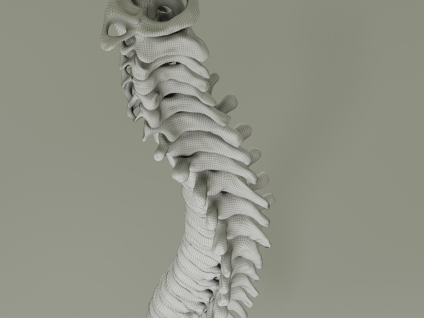 Vertebral Column Anatomy Prop 3D Model - TurboSquid 1836831