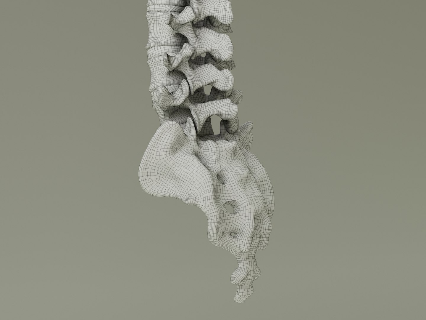 Vertebral Column Anatomy Prop 3D Model - TurboSquid 1836831