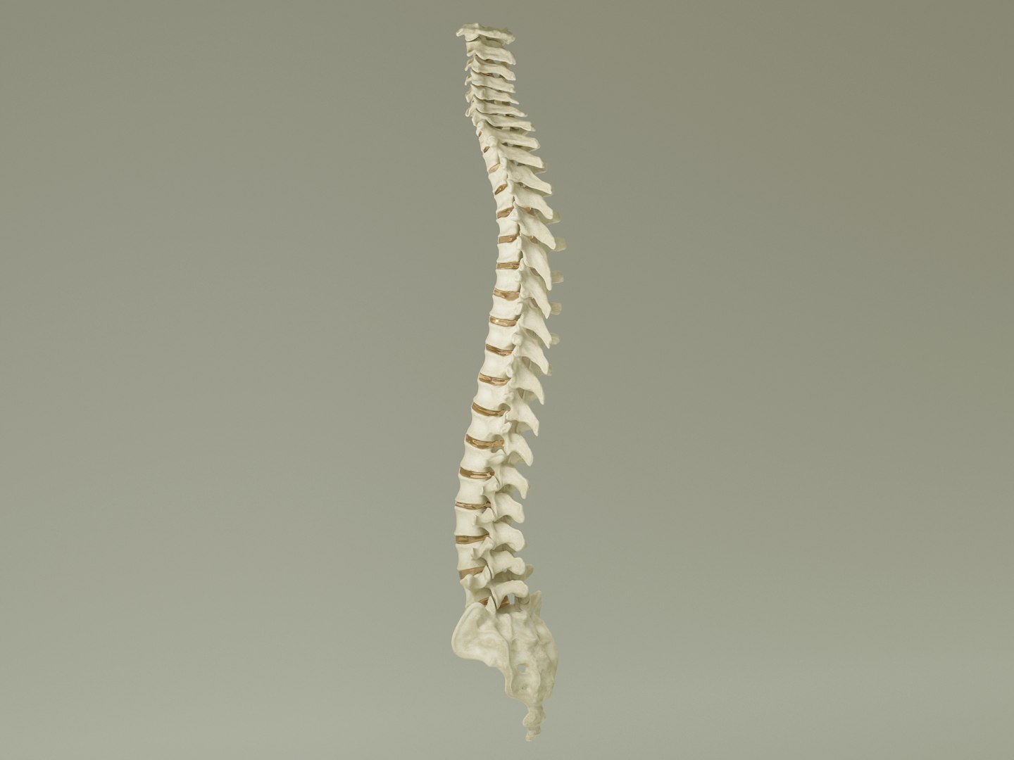 Vertebral Column Anatomy Prop 3D Model - TurboSquid 1836831