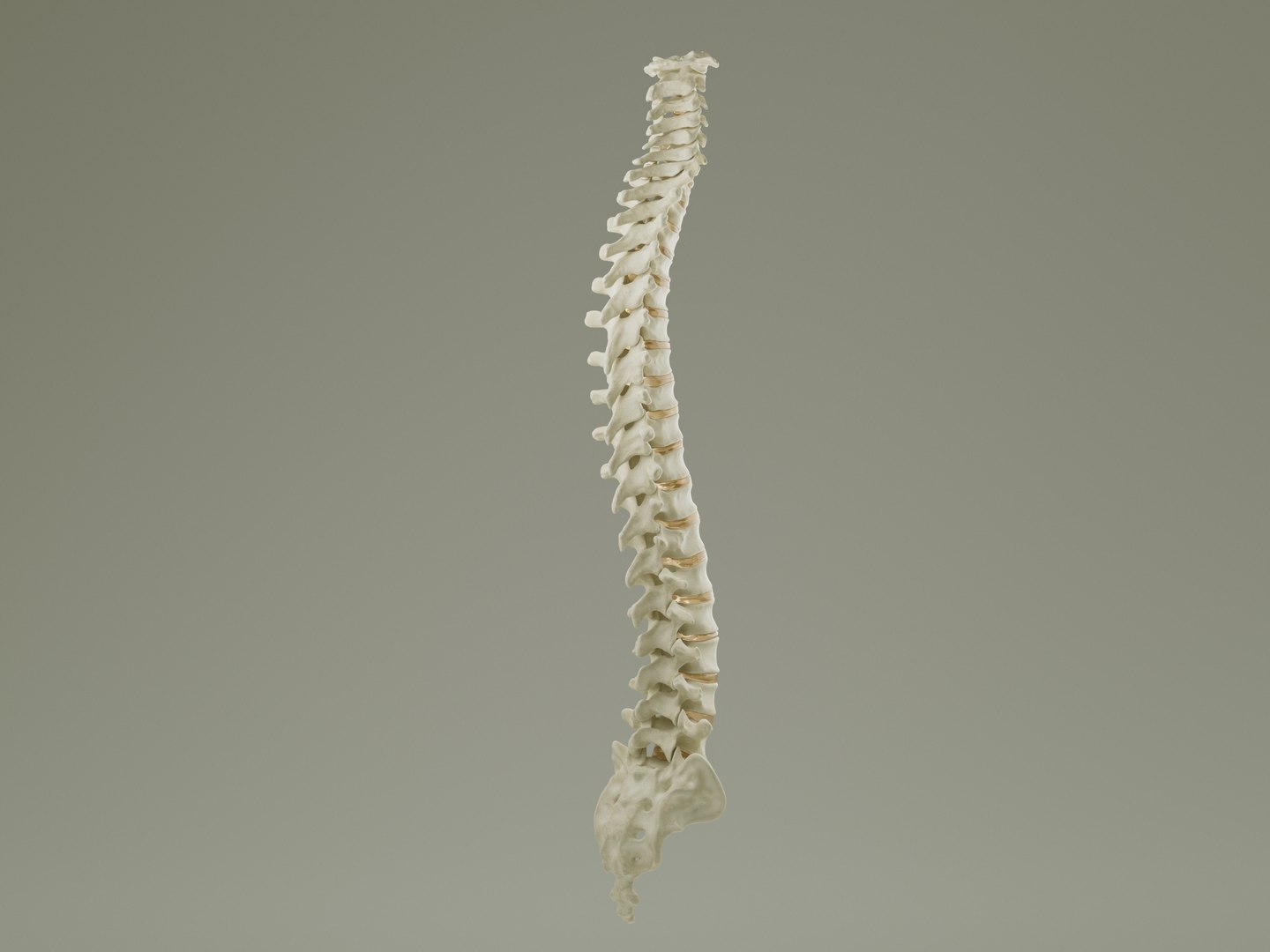 Vertebral Column Anatomy Prop 3D Model - TurboSquid 1836831